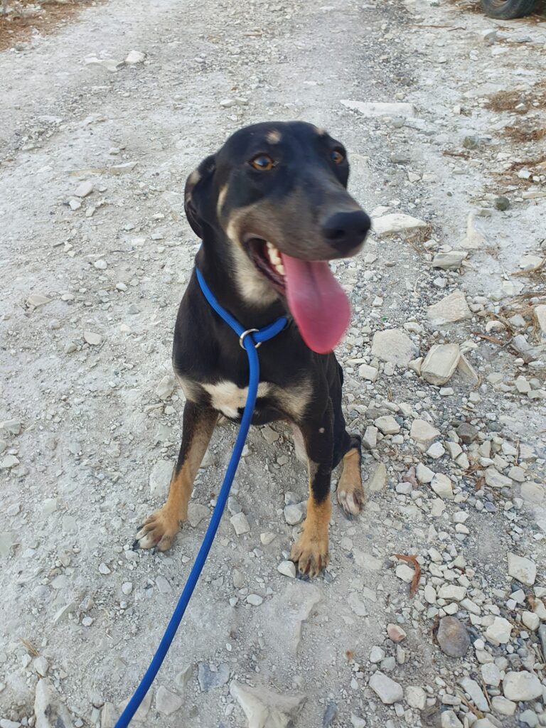 Harris - Paws 4 Homes Foundation