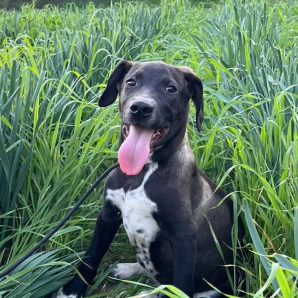 Welcome to Paws 4 Homes Foundation - Paws 4 Homes Foundation