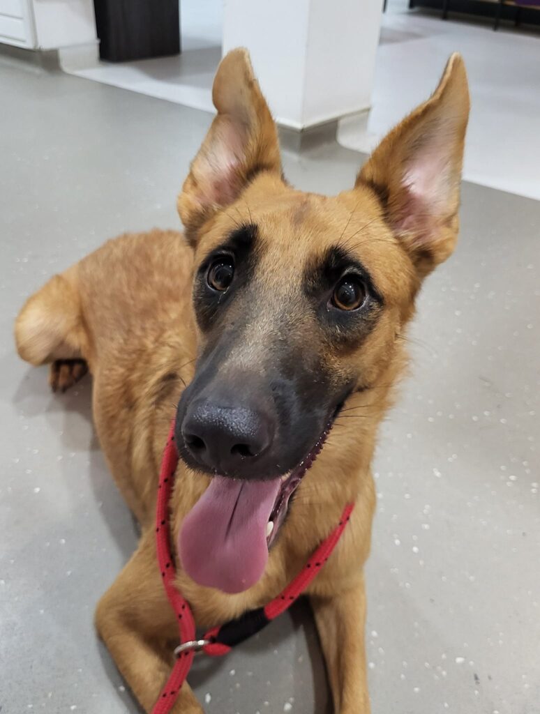 Tala - Paws 4 Homes Foundation