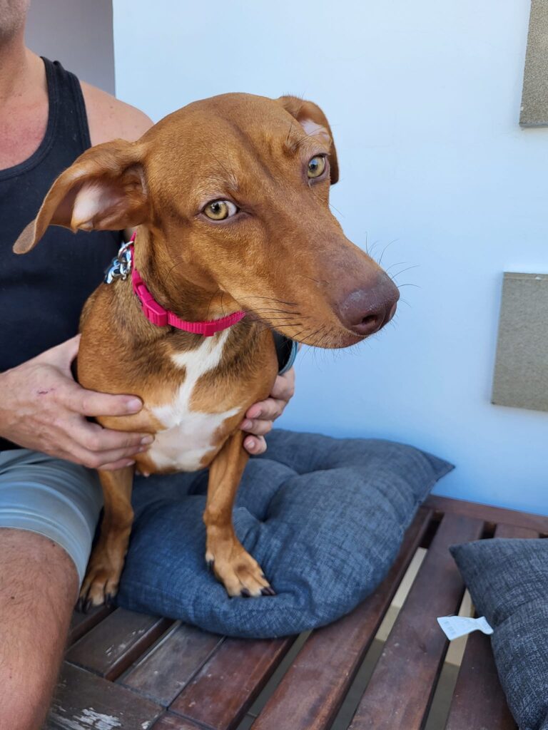 Mara - Paws 4 Homes Foundation