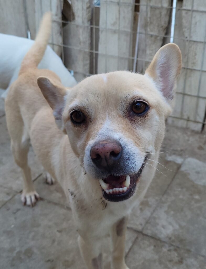 Lucy - Paws 4 Homes Foundation